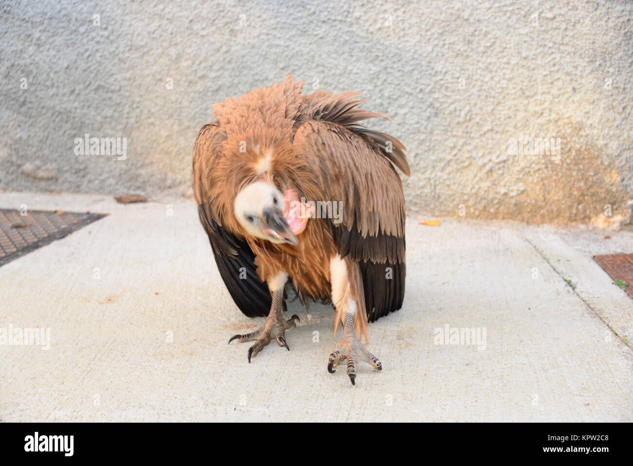 griffon vultures in spain Stock Photo - Alamy