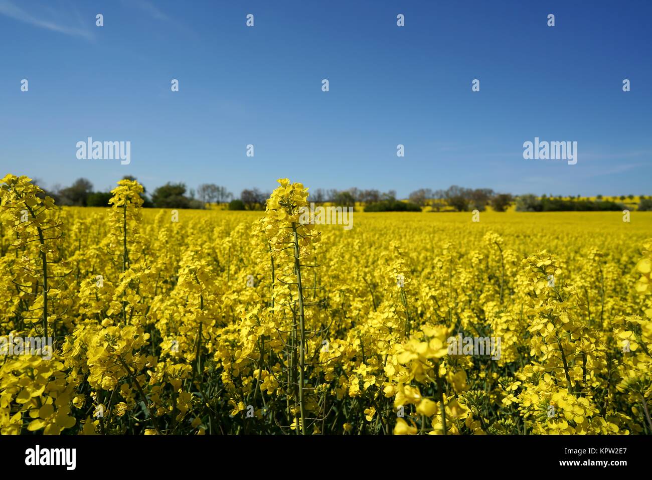 flowering rapeseed field in spring Stock Photo - Alamy