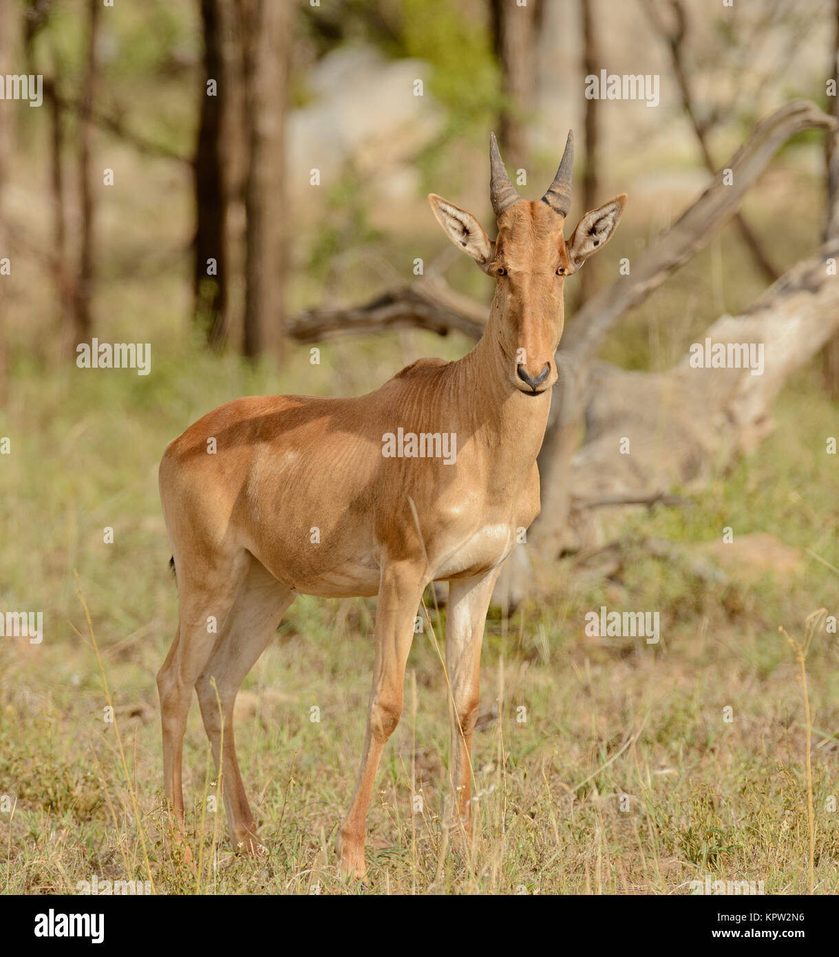 Coke's hartebeest tanzania wildlife hi-res stock photography and images ...