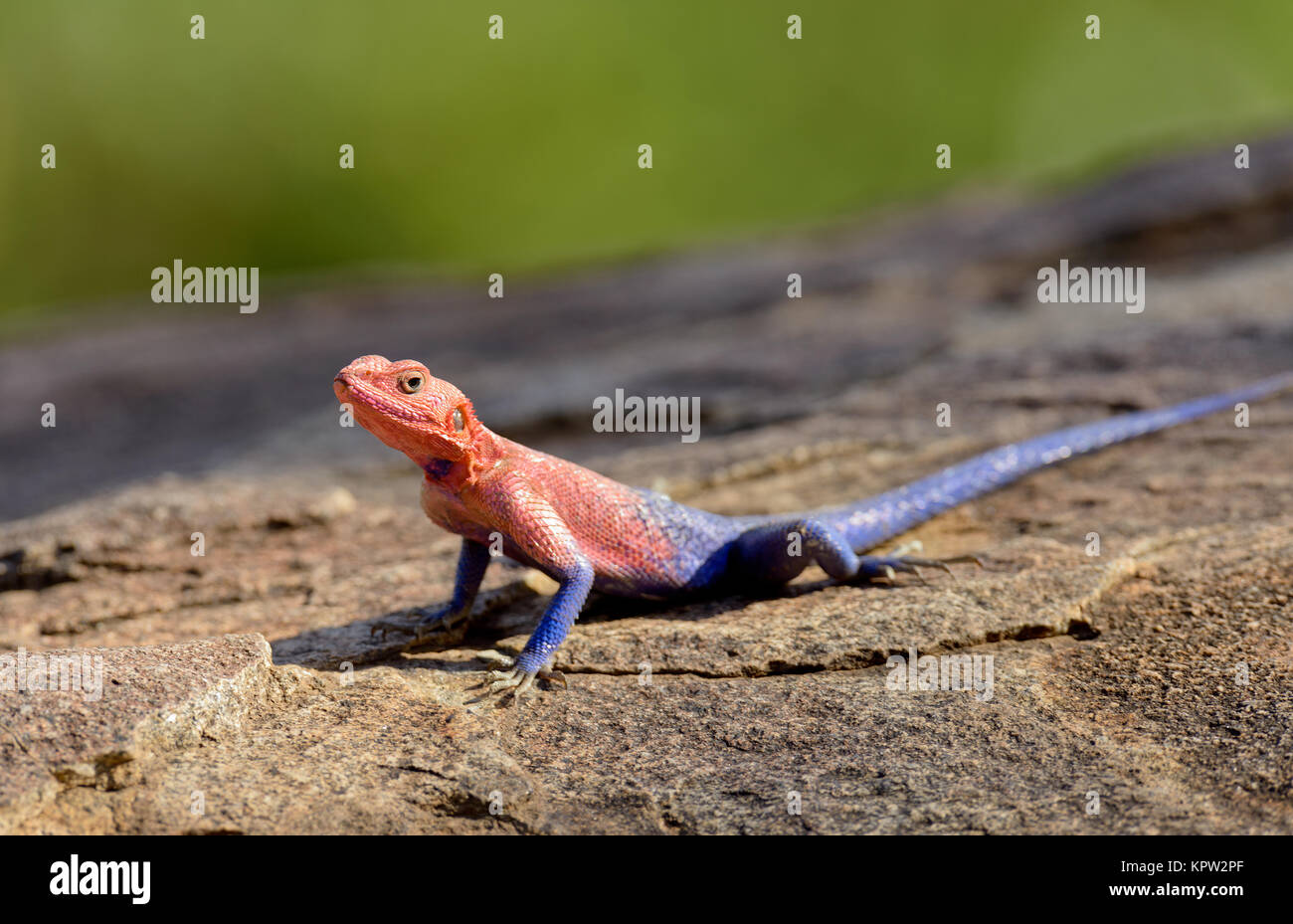 Closeup of Agama lizard using shallow depth of field (scientific name ...