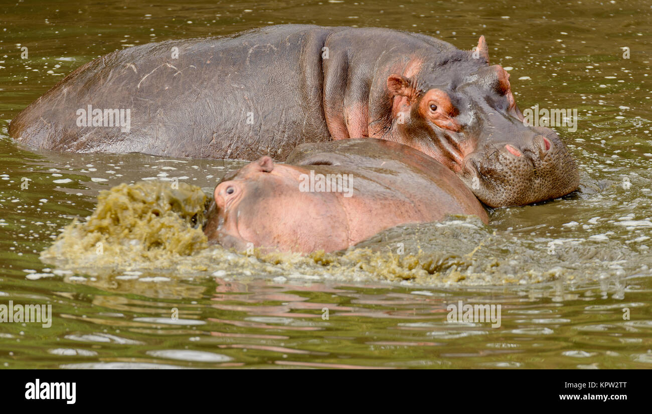 Closeup of Hippopotamus (scientific name: Hippopotamus amphibius, or ...