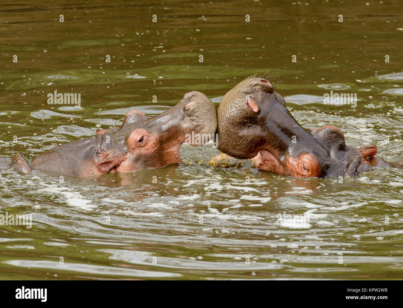 Closeup of Hippopotamus (scientific name: Hippopotamus amphibius, or ...