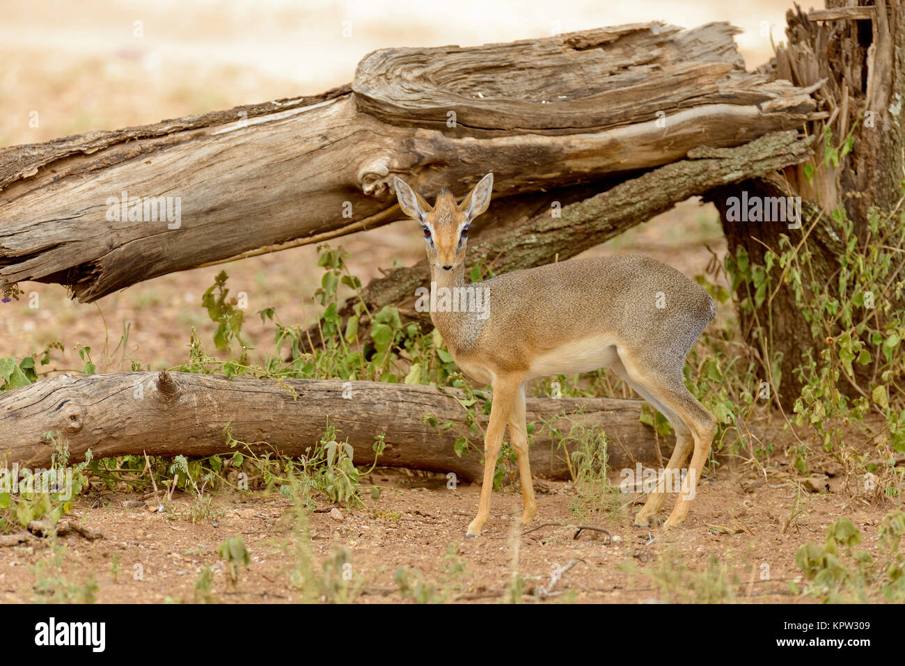 Closeup of Kirk's Dik-dik (scientific name: Madoqua , or "Dikidiki" in ...