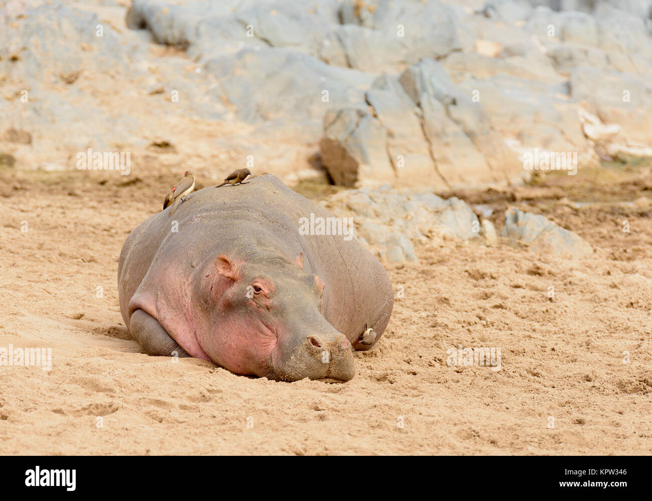 Closeup of Hippopotamus with birds on its back (scientific name ...