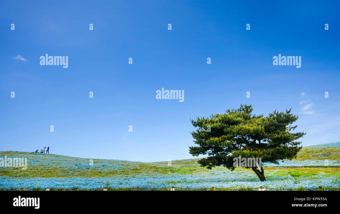 imageing of Mountain, Tree and Nemophila at Hitachi Seaside Park in ...