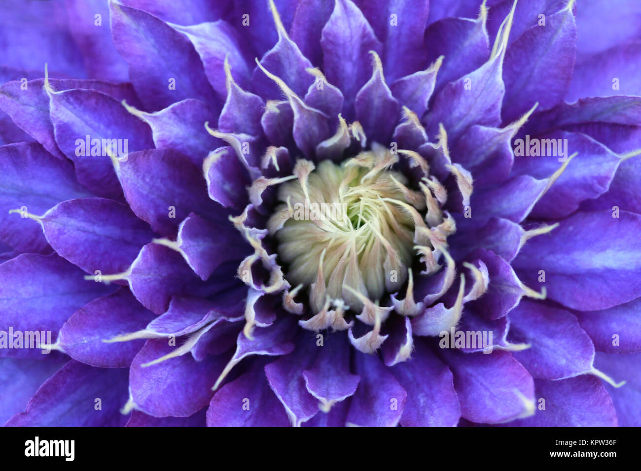 Purple-purple color circle spectrum Stock Photo - Alamy
