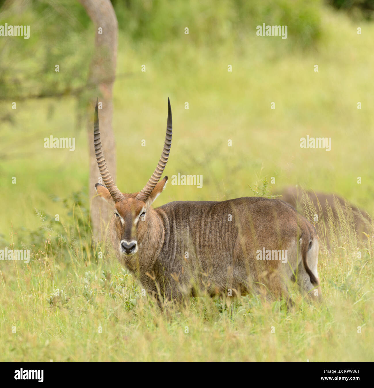 Closeup of Waterbuck (scientific name: Kobus ellipsiprymnus, or "Kuru ...