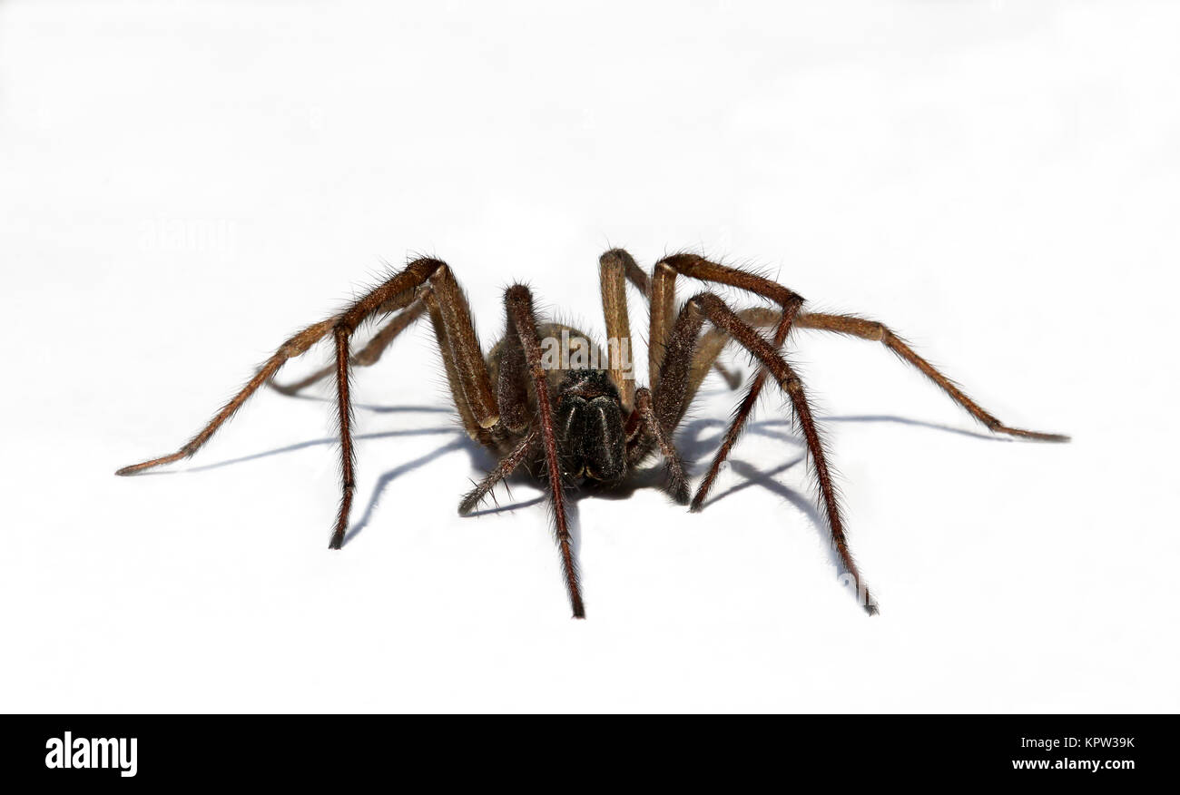 house angle spider Stock Photo - Alamy