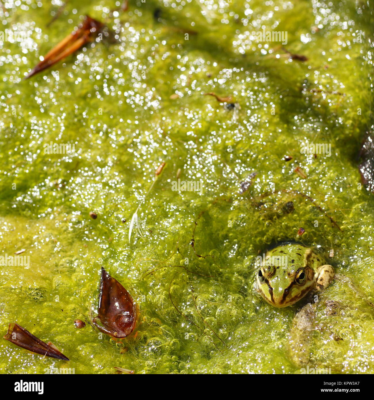 Camouflage fresh water pond hi-res stock photography and images - Alamy