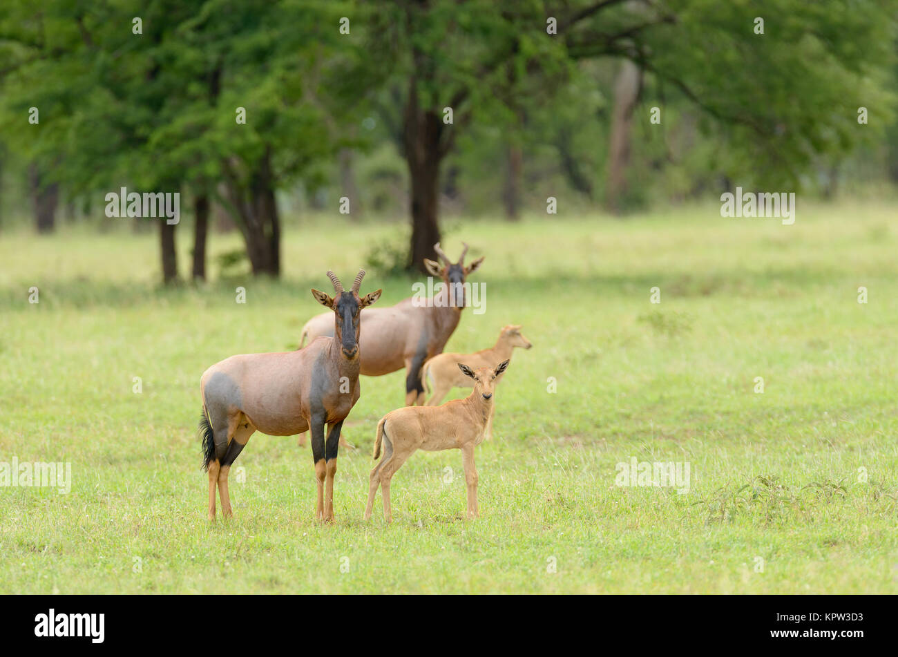 Topi (scientific name: Damaliscus lunatus jimela or "Nyamera" in ...