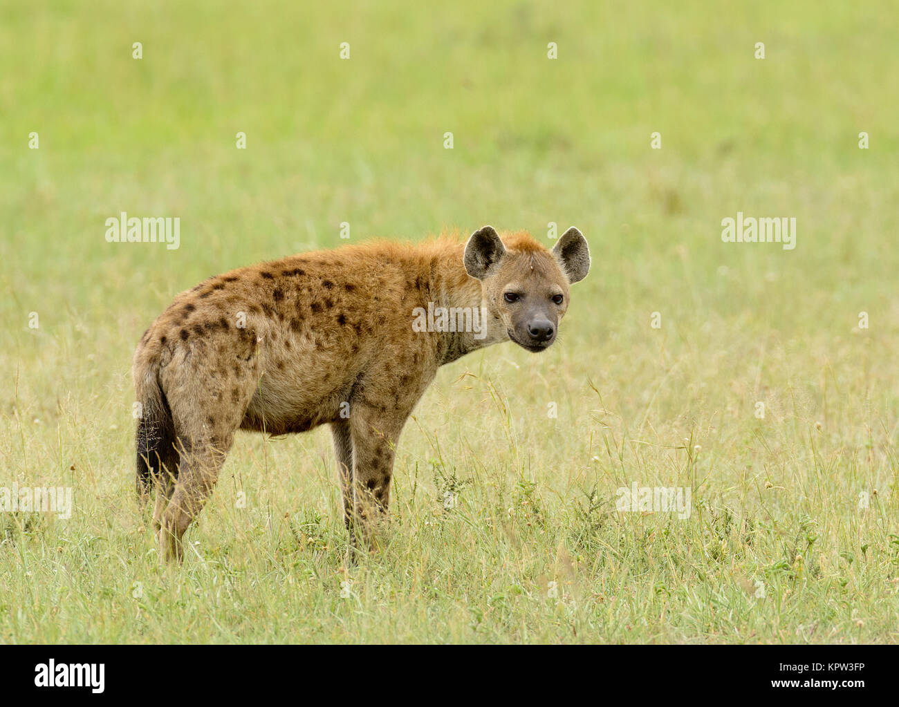 Closeup of Spotted Hyena (scientific name: cCrocuta crocuta, or "Fisi ...
