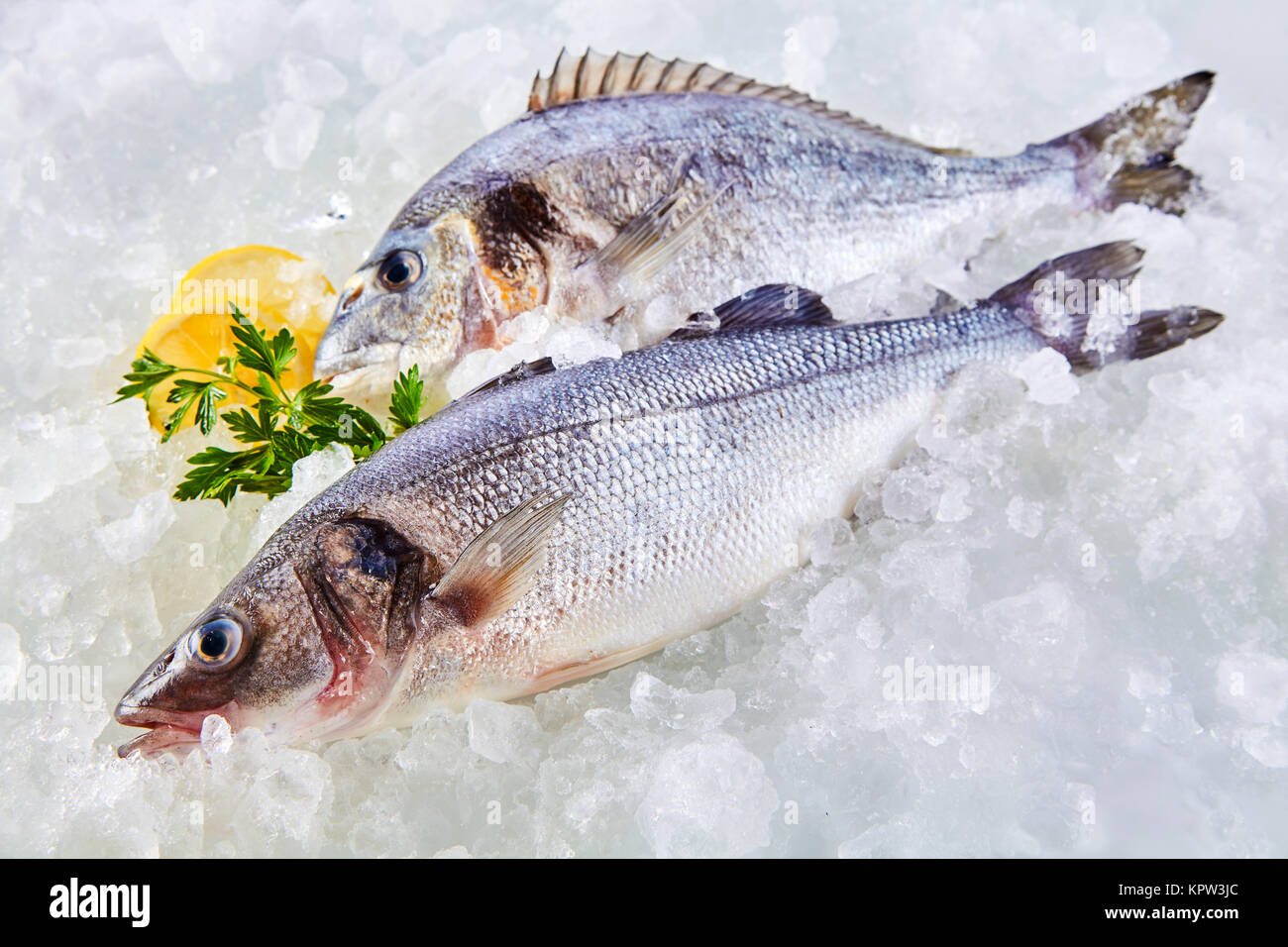High Angle Full Length View of Raw Fresh Fish Chilling on Cold Bed of ...