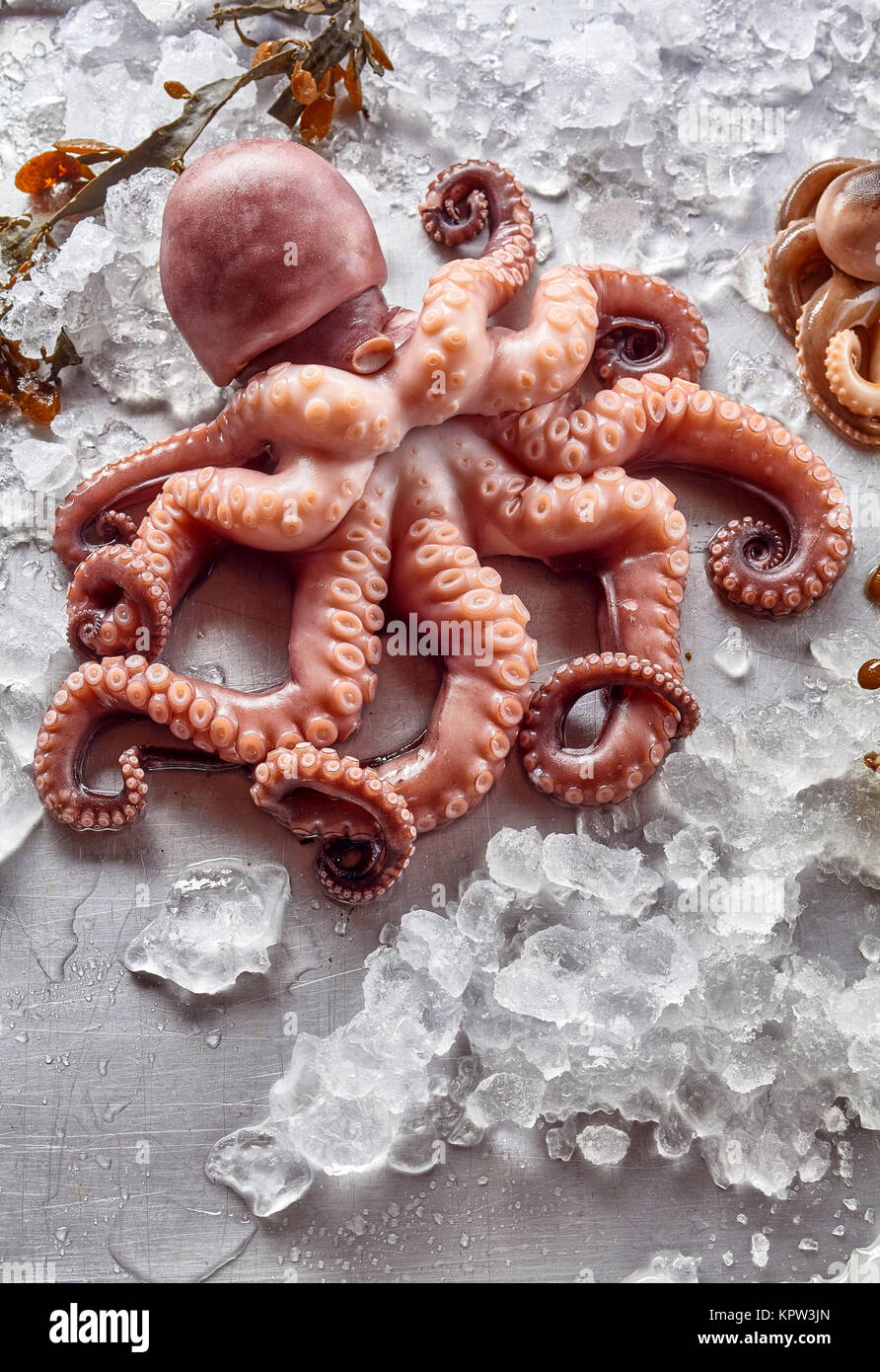 High Angle Still Life View of Raw Octopus of Various Sizes on Cold ...
