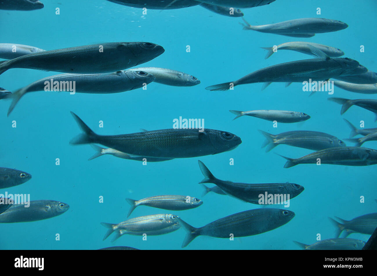 Fish in the sea off Gran Canaria Stock Photo - Alamy