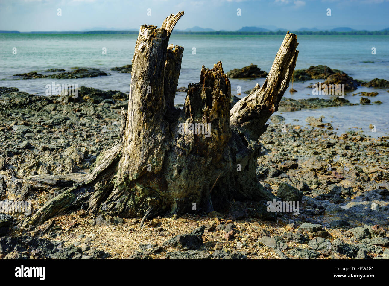 The stump on the sandstone Stock Photo - Alamy