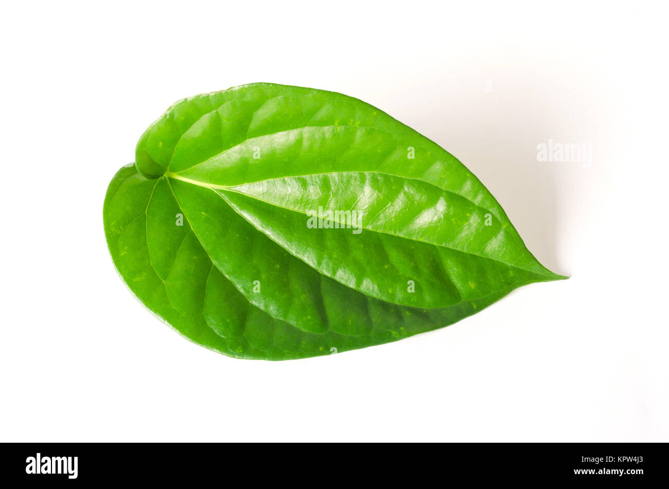 betel leaf on white background Stock Photo - Alamy
