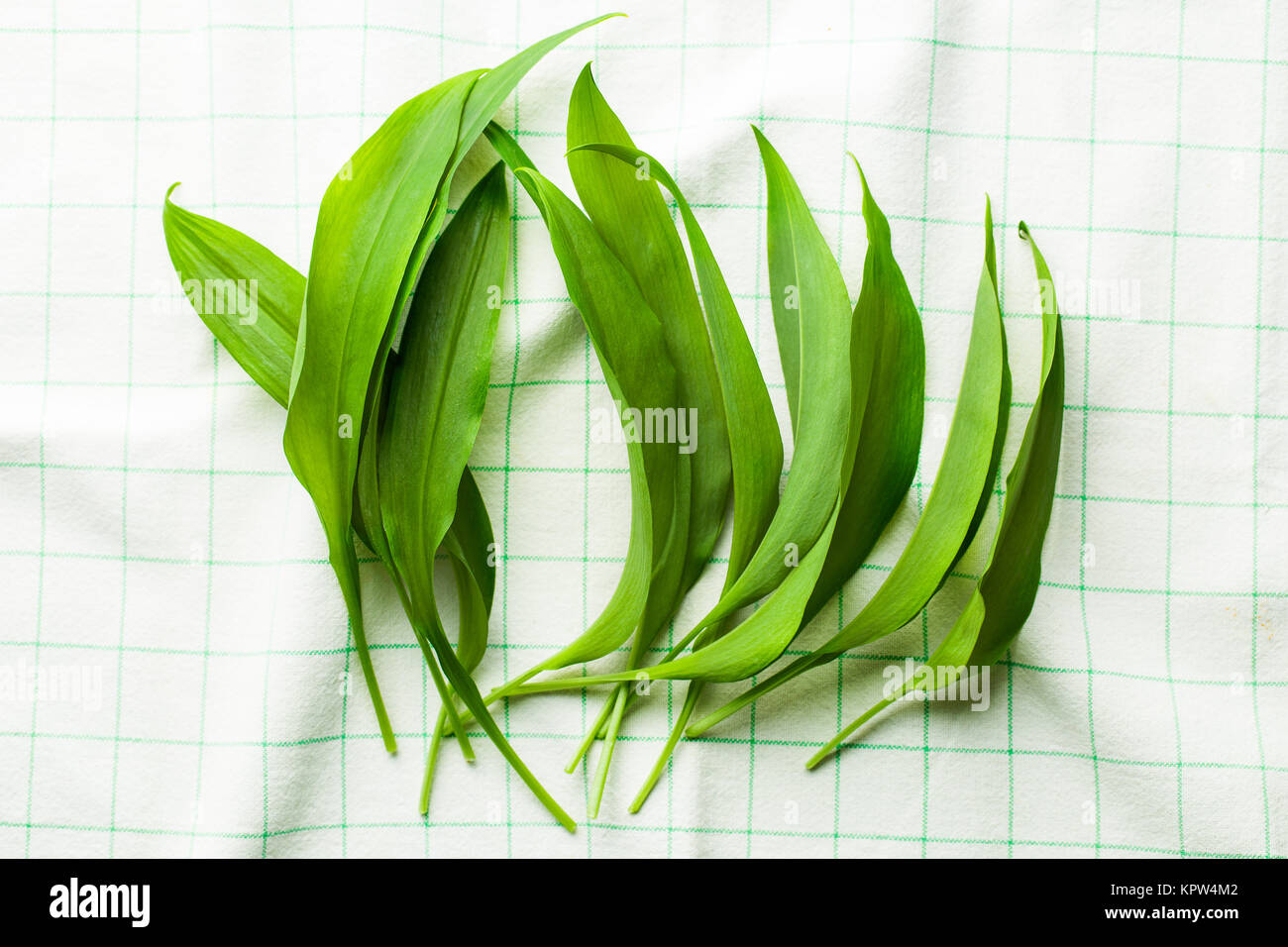 Fresh ramsons leaves Stock Photo - Alamy