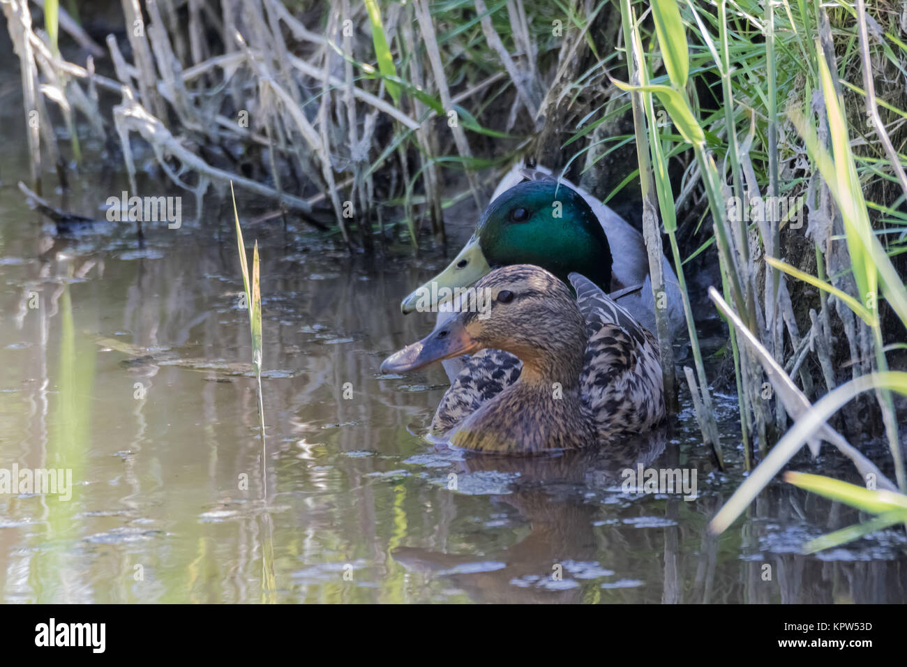 Duck pair in the water Stock Photo - Alamy