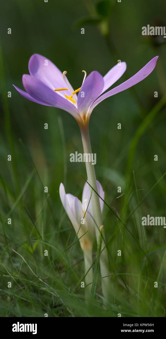 Poisonous timeless hi-res stock photography and images - Alamy