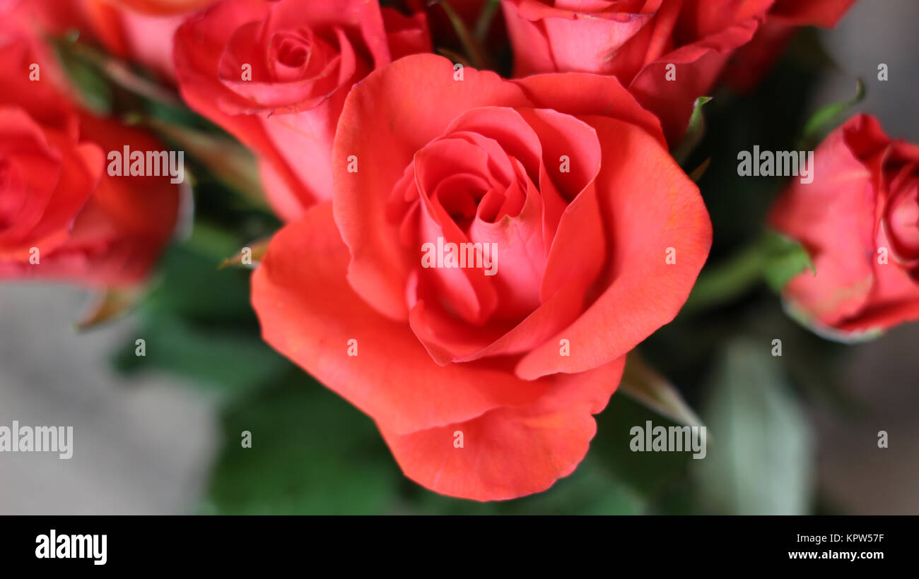 Rose ensemble hi-res stock photography and images - Alamy