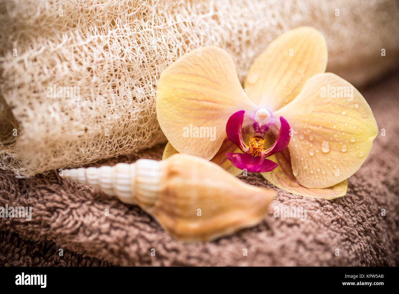 Orchid flower with shell Stock Photo - Alamy