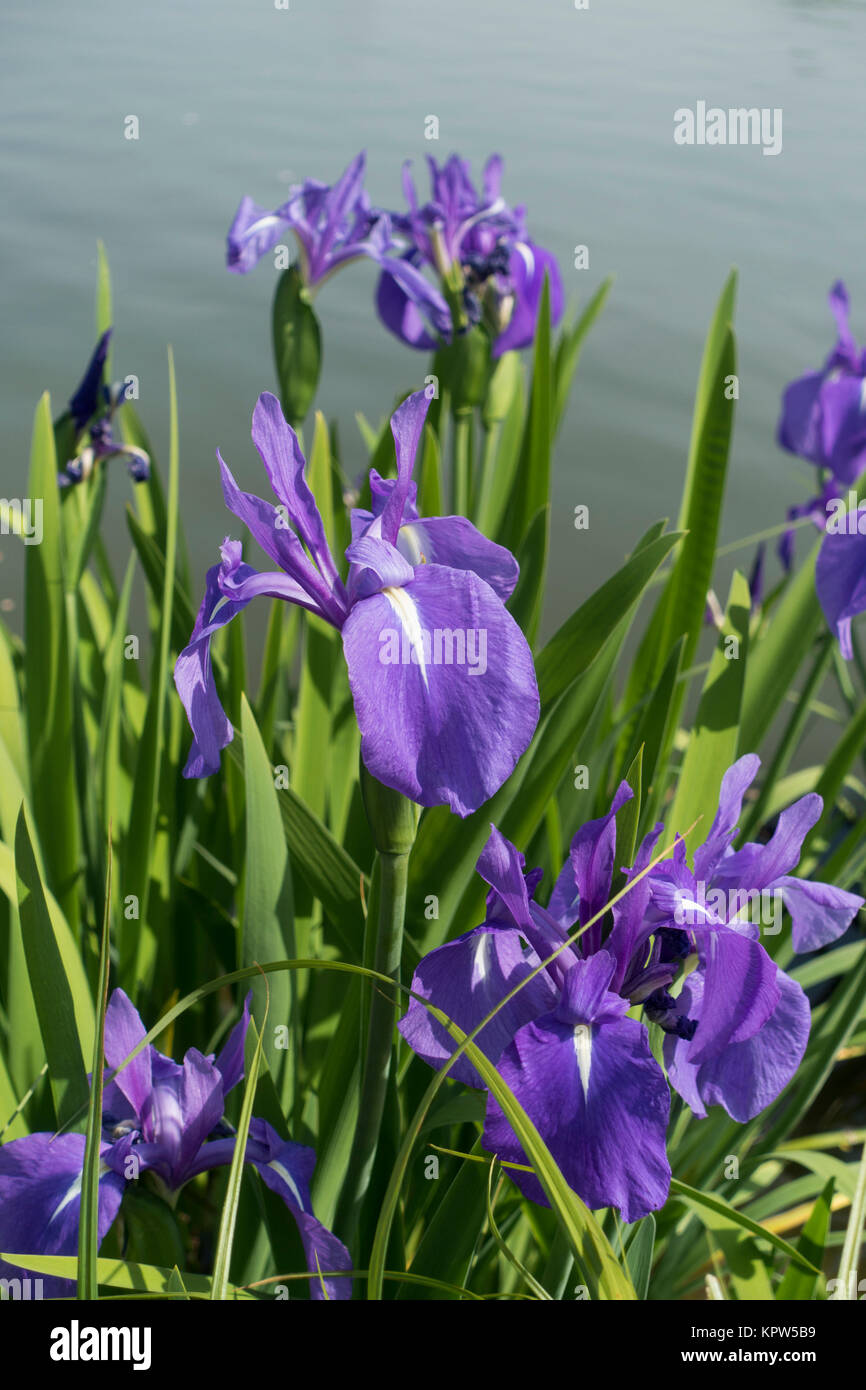Banks of the pond hi-res stock photography and images - Alamy
