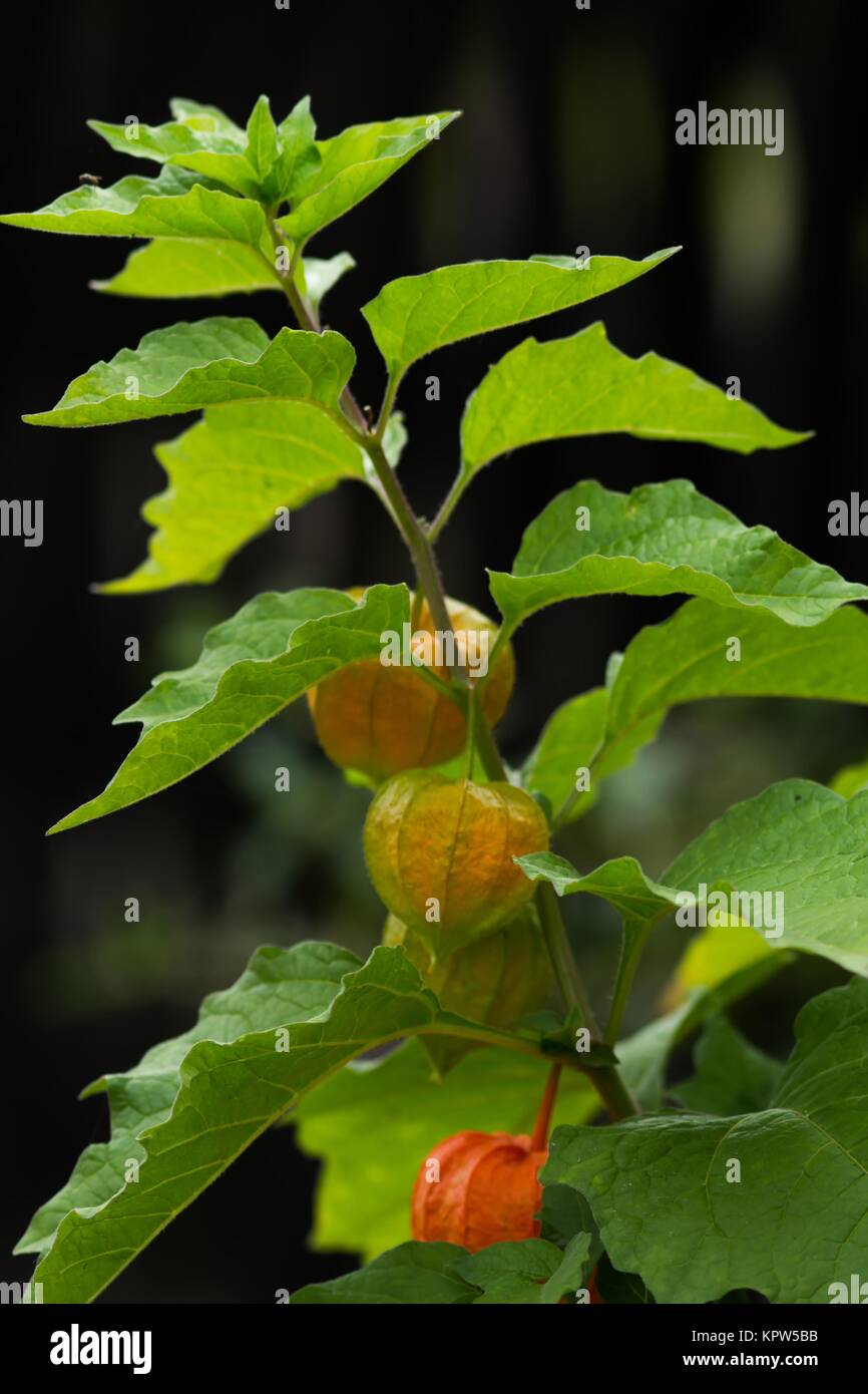 Lampion flower hi-res stock photography and images - Alamy