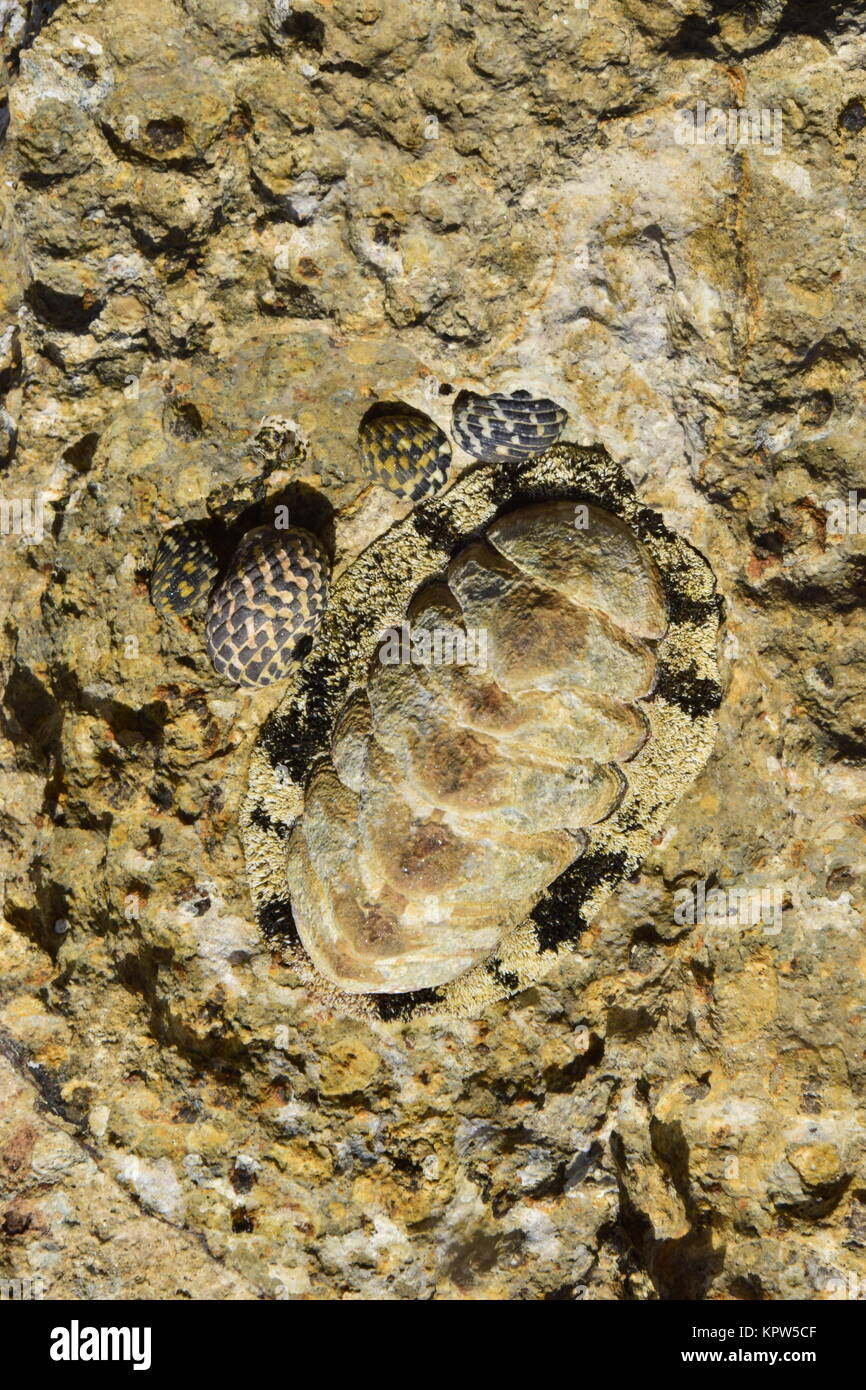 caribbean mermaid snail Stock Photo - Alamy