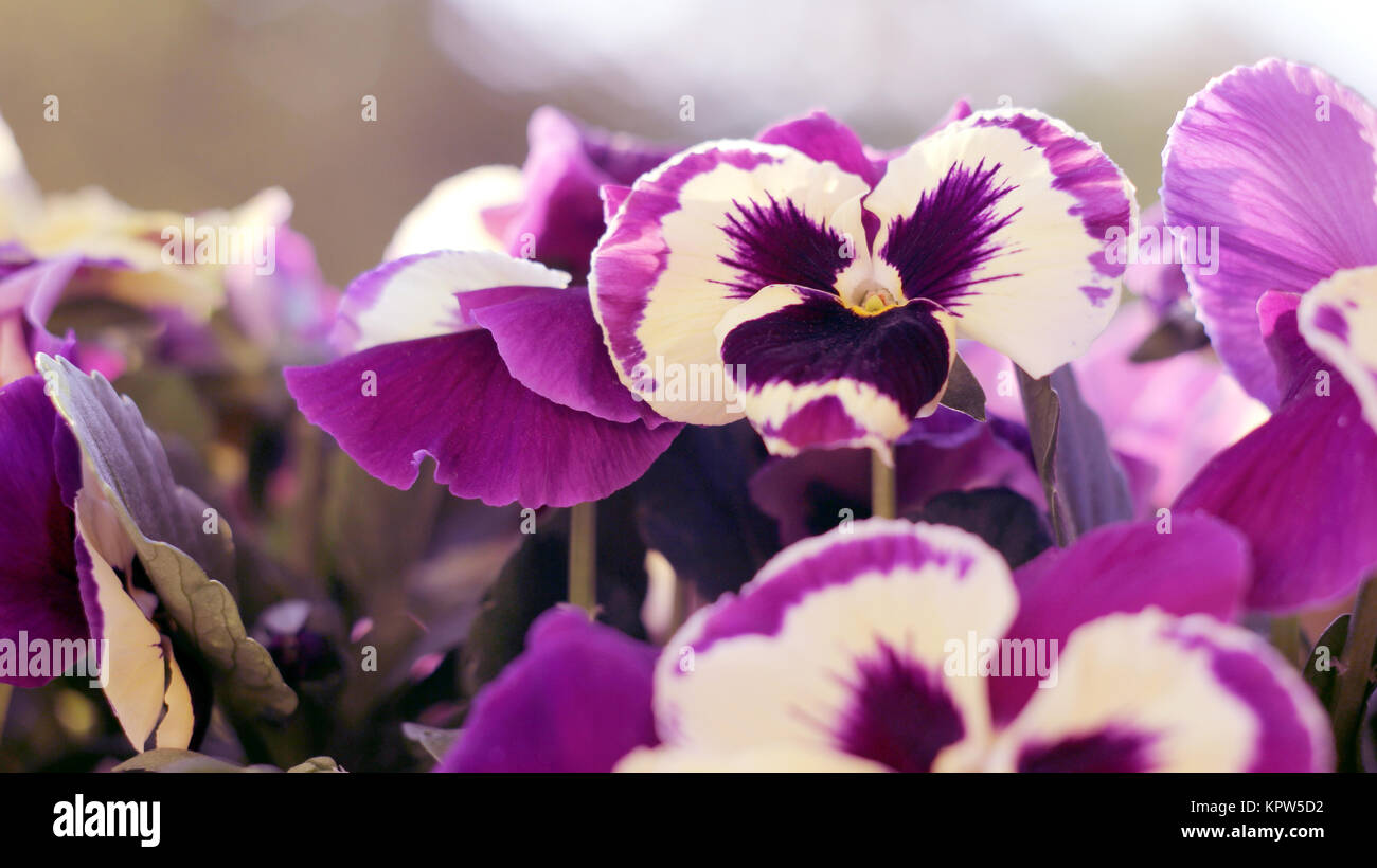 Pansy flower design hi-res stock photography and images - Alamy