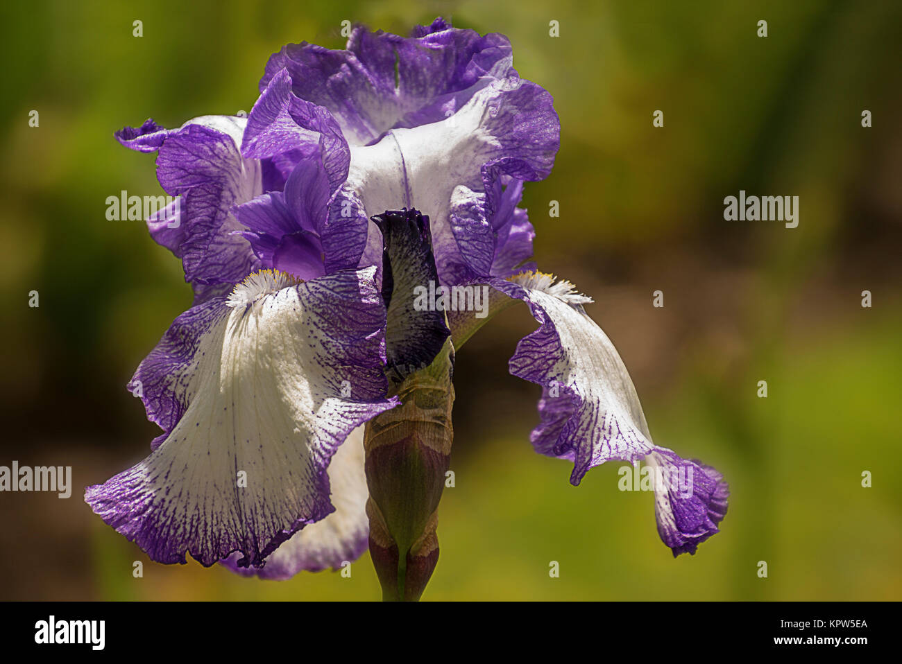 iris germanica flower purple white Stock Photo - Alamy
