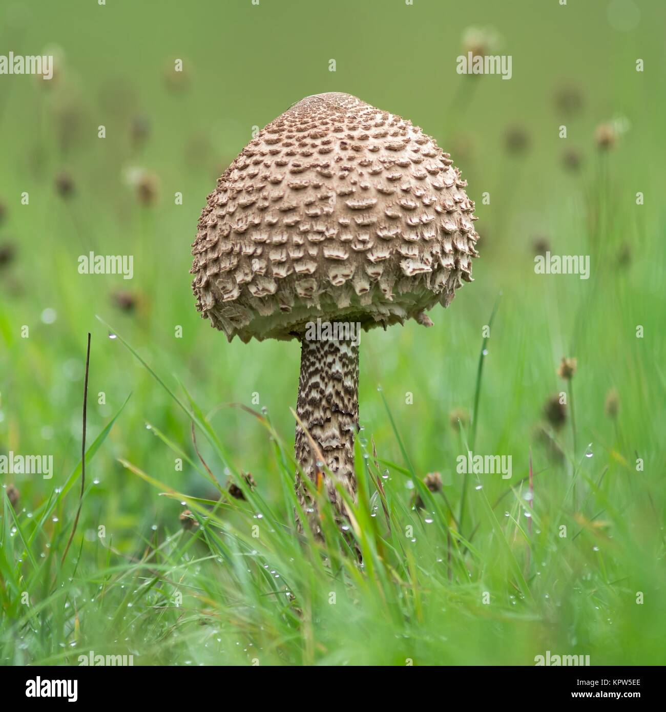 young giant parakeet / young macrolepiota Stock Photo - Alamy