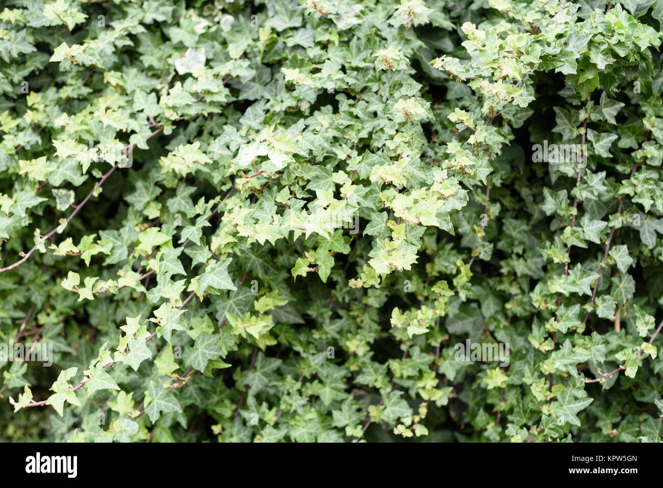 Tangle of greenery hi-res stock photography and images - Alamy