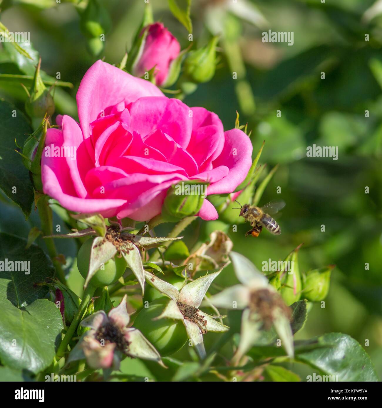 Bee at Rose / Bee and Rose Stock Photo - Alamy