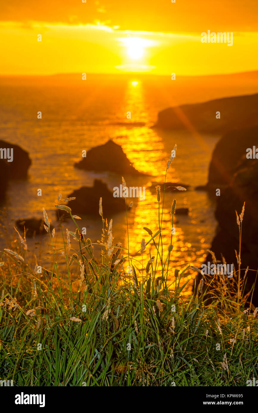 beautiful sunset over the coastal rocks with wild tall grass on the ...