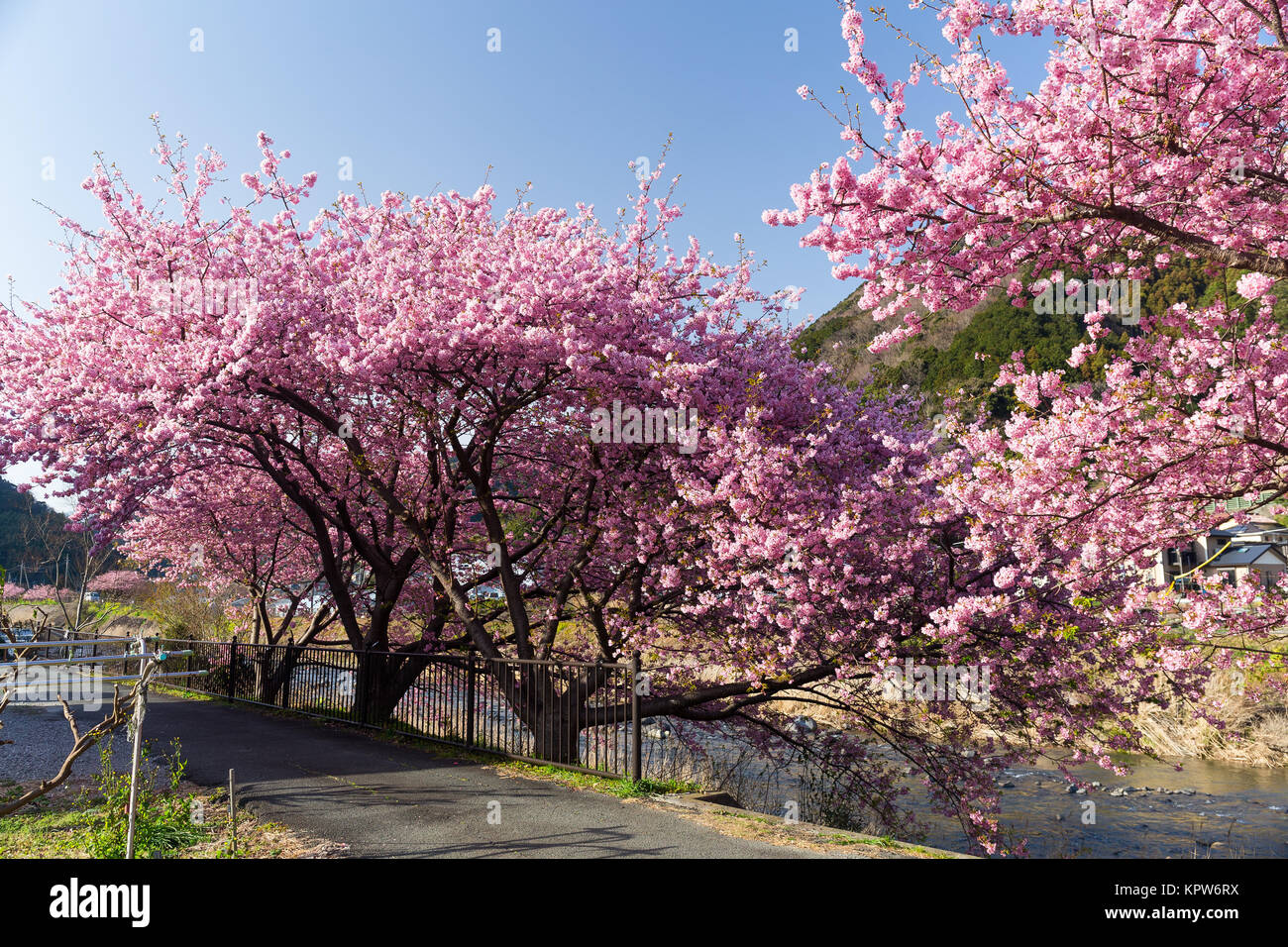 Sakura flower tree Stock Photo - Alamy