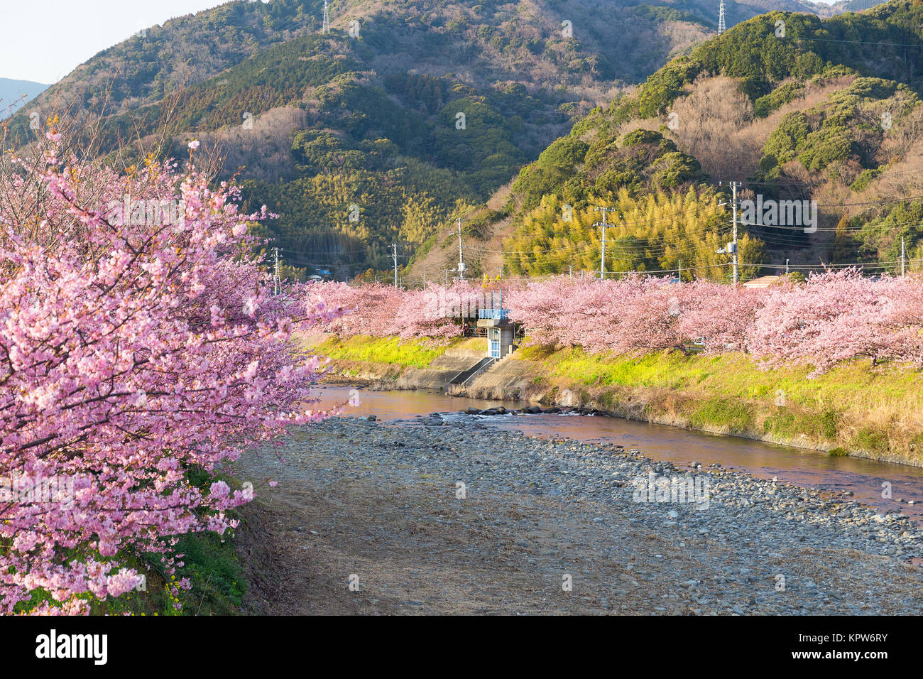 Sakura flower in karazu Stock Photo - Alamy
