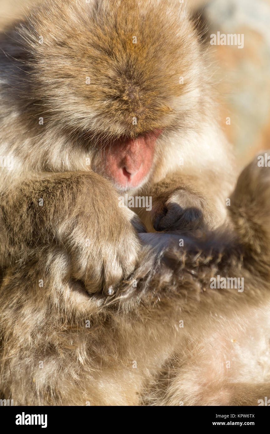 Japanese monkey feeling itchy Stock Photo - Alamy