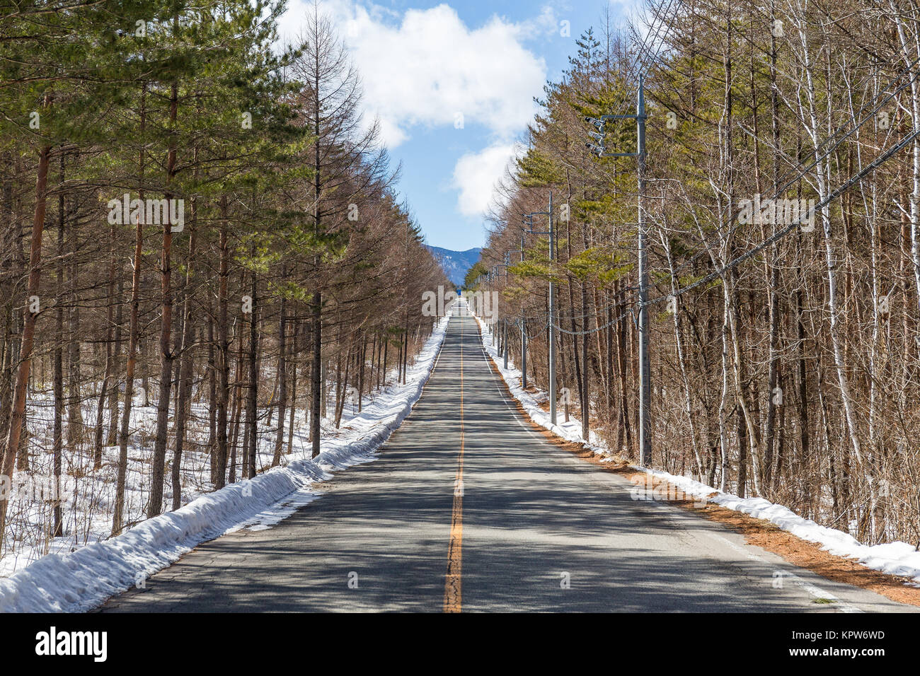 Oak alley with snowy road Stock Photo - Alamy
