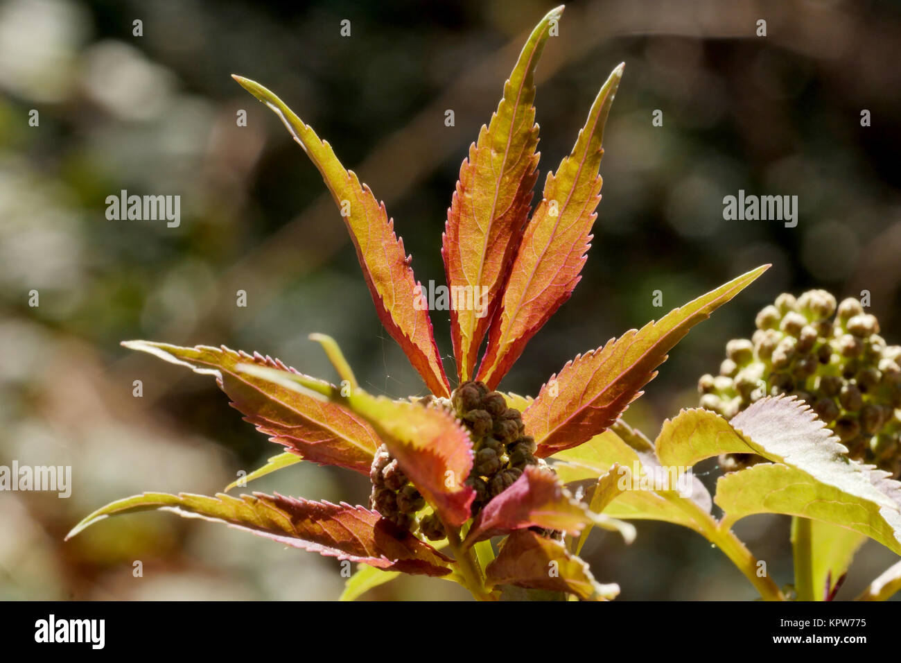 Live plant tree hi-res stock photography and images - Alamy