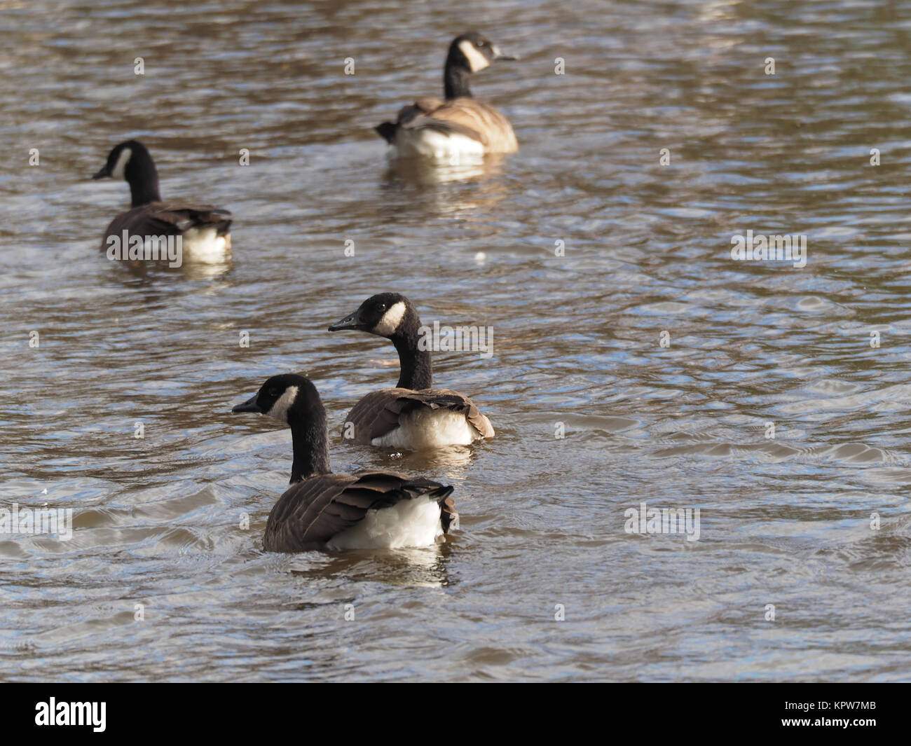 Swimming away hi-res stock photography and images - Alamy