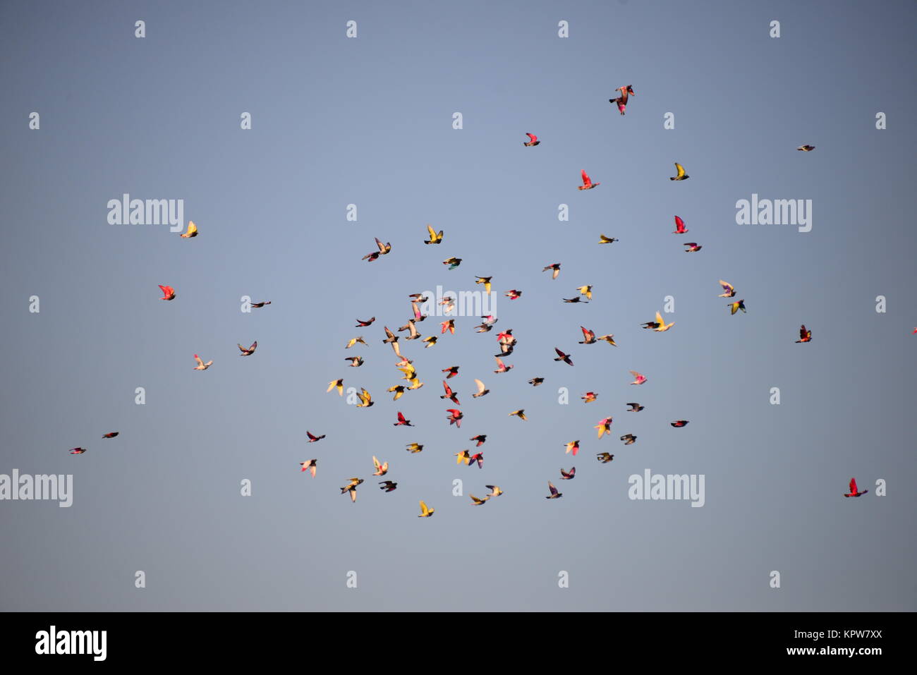 colorful competition doves in spain Stock Photo - Alamy