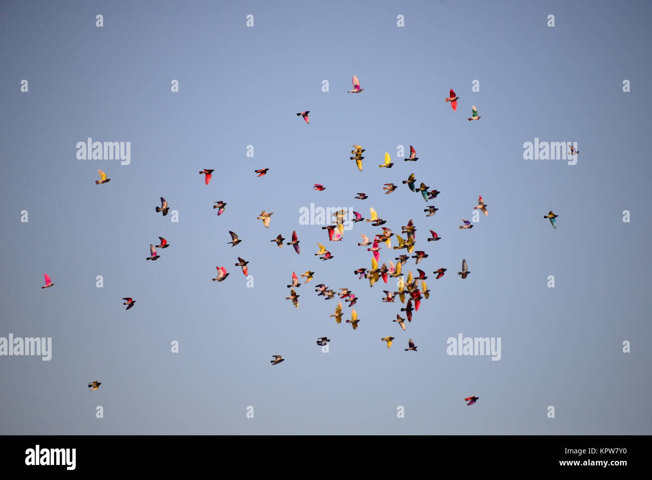 colorful competition doves in spain Stock Photo - Alamy