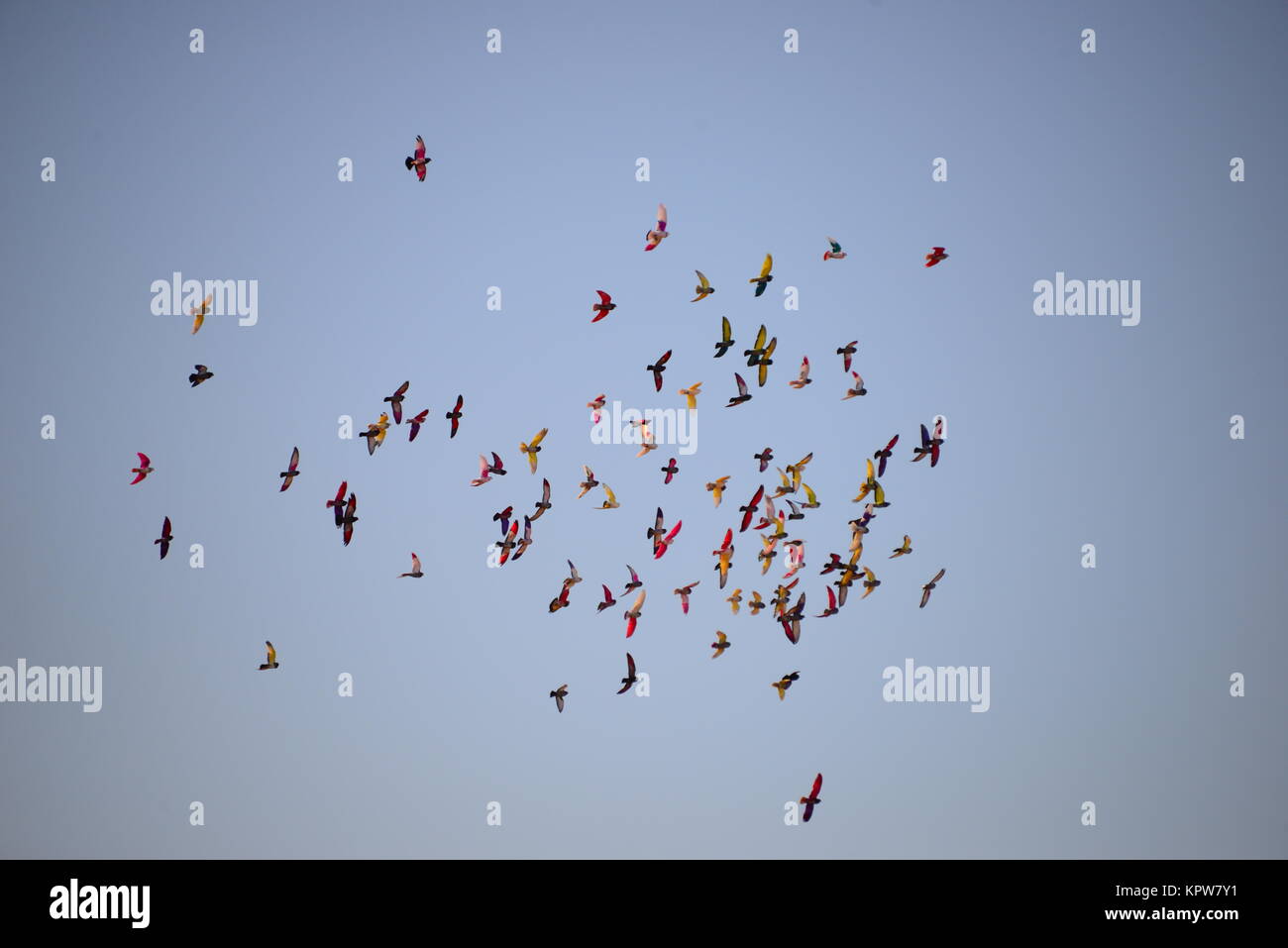 colorful competition doves in spain Stock Photo - Alamy