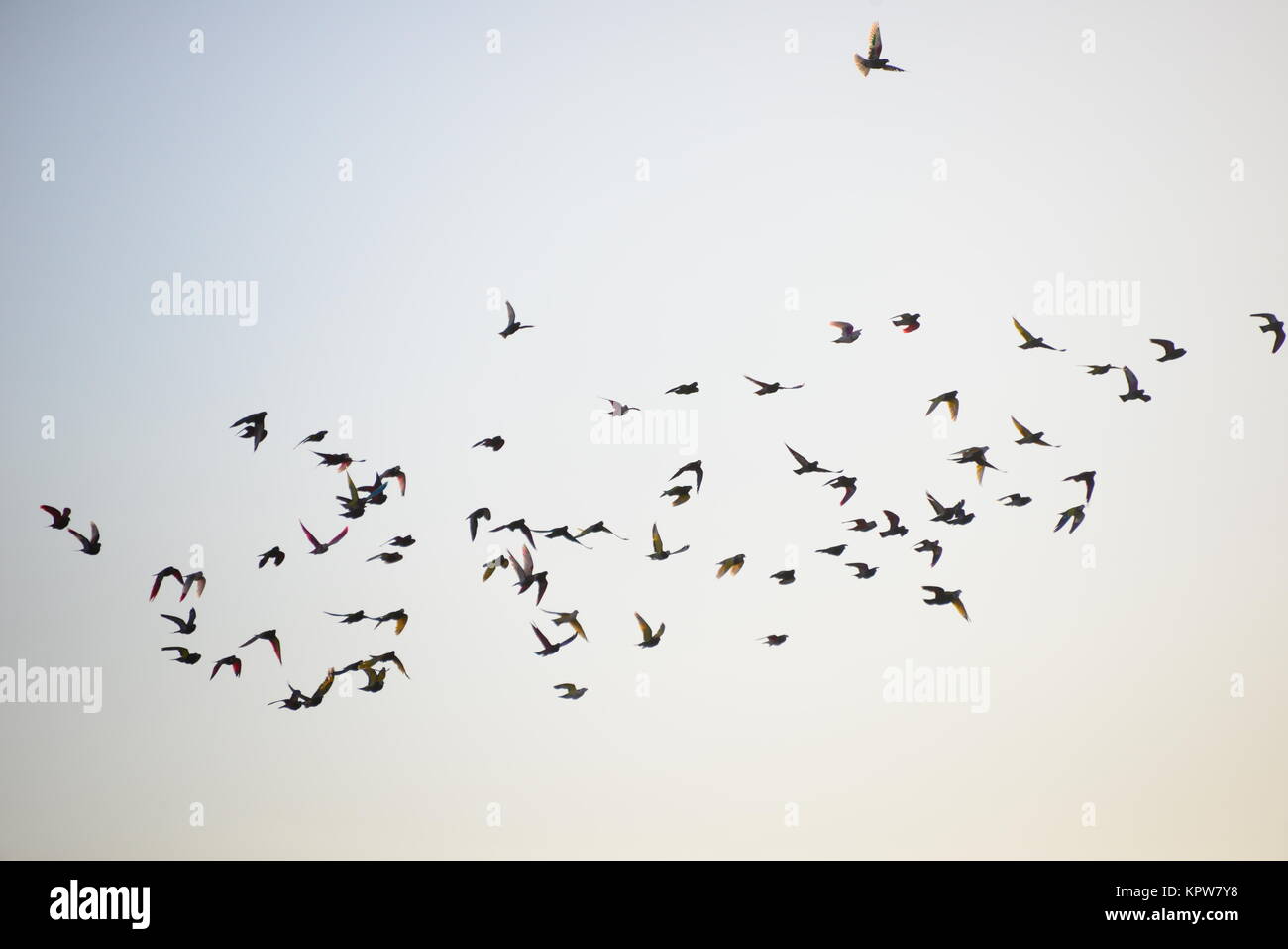 colorful competition doves in spain Stock Photo - Alamy