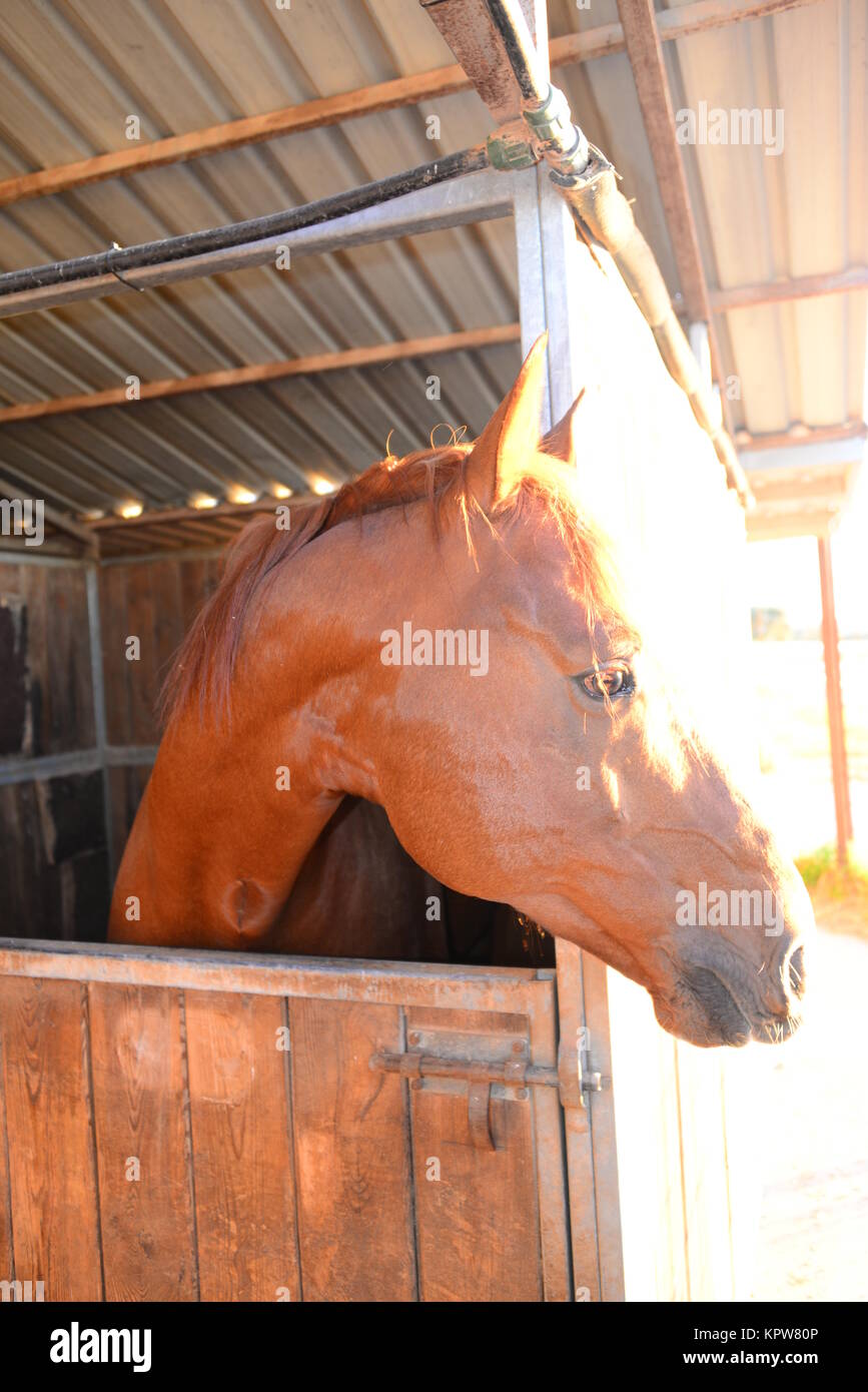 horse in the stable in spain Stock Photo - Alamy