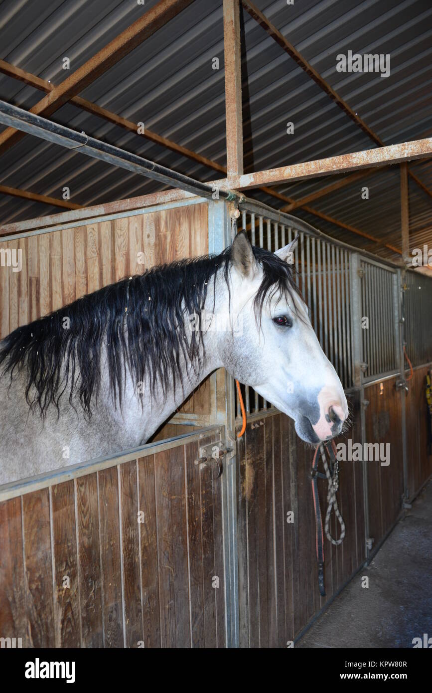 horse in the stable in spain Stock Photo - Alamy