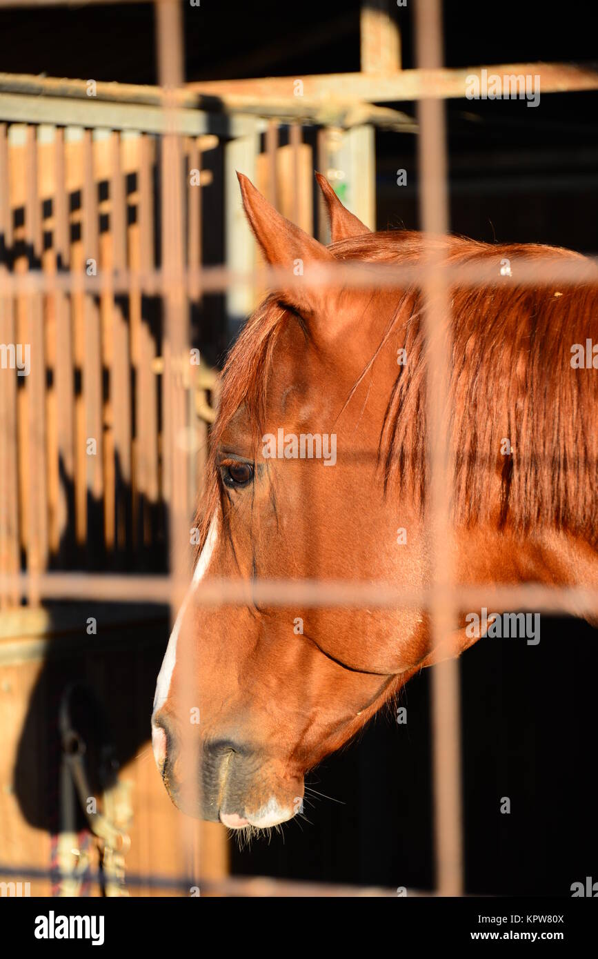 horse in the stable in spain Stock Photo - Alamy