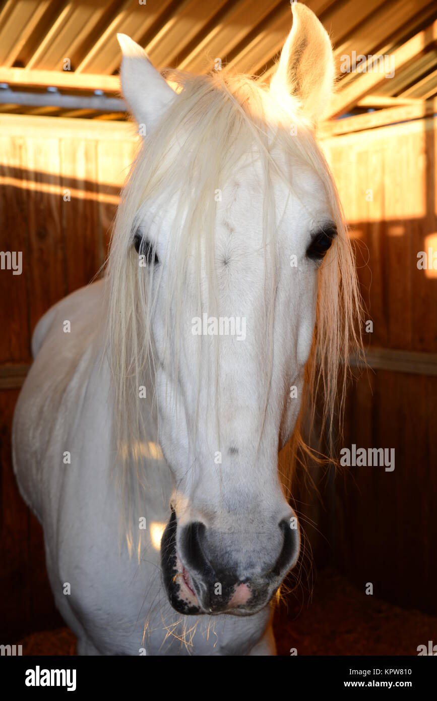 horse in the stable in spain Stock Photo - Alamy