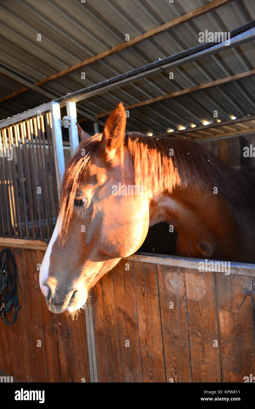 horse in the stable in spain Stock Photo - Alamy