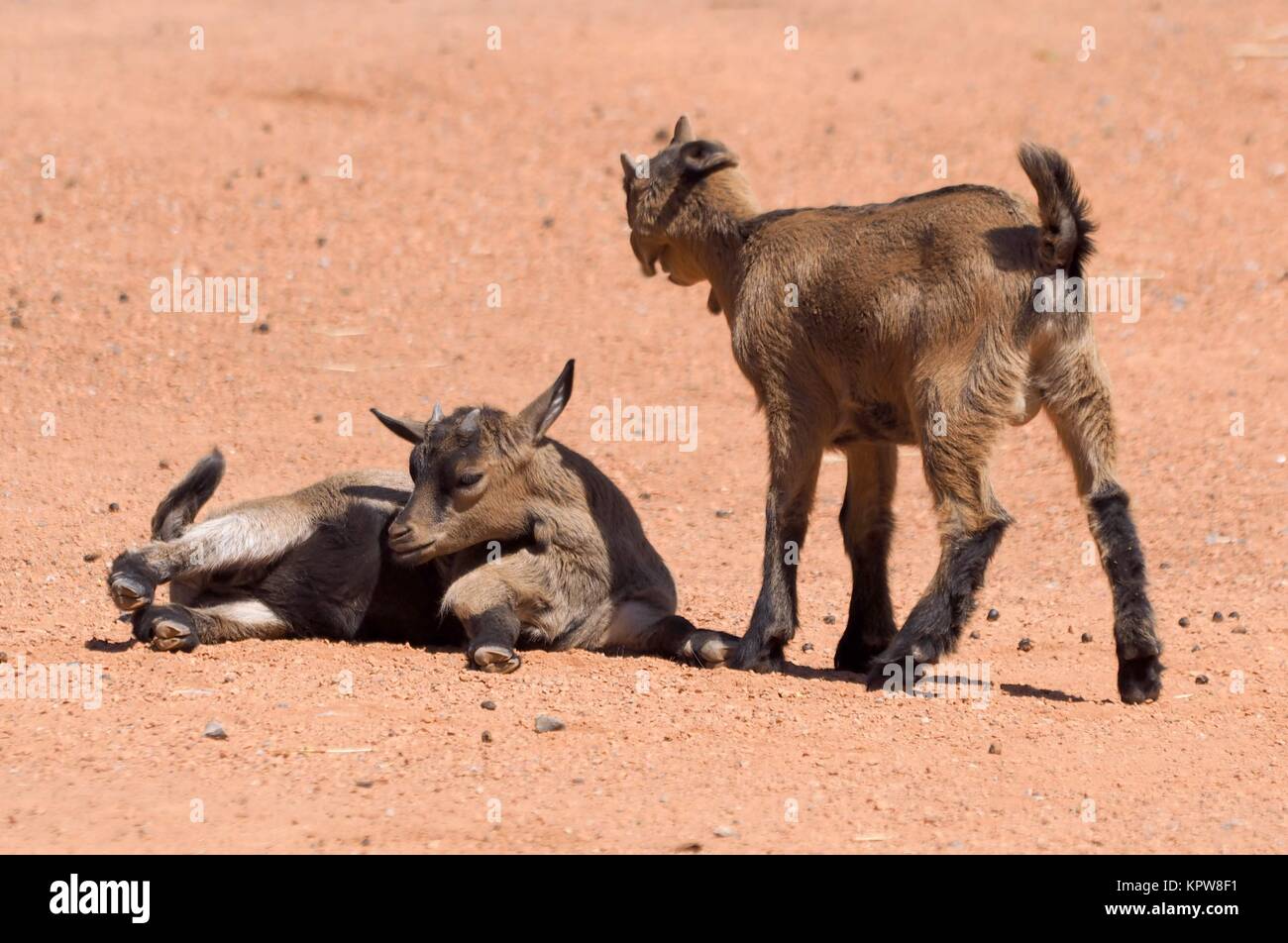 west african dwarf goats Stock Photo - Alamy
